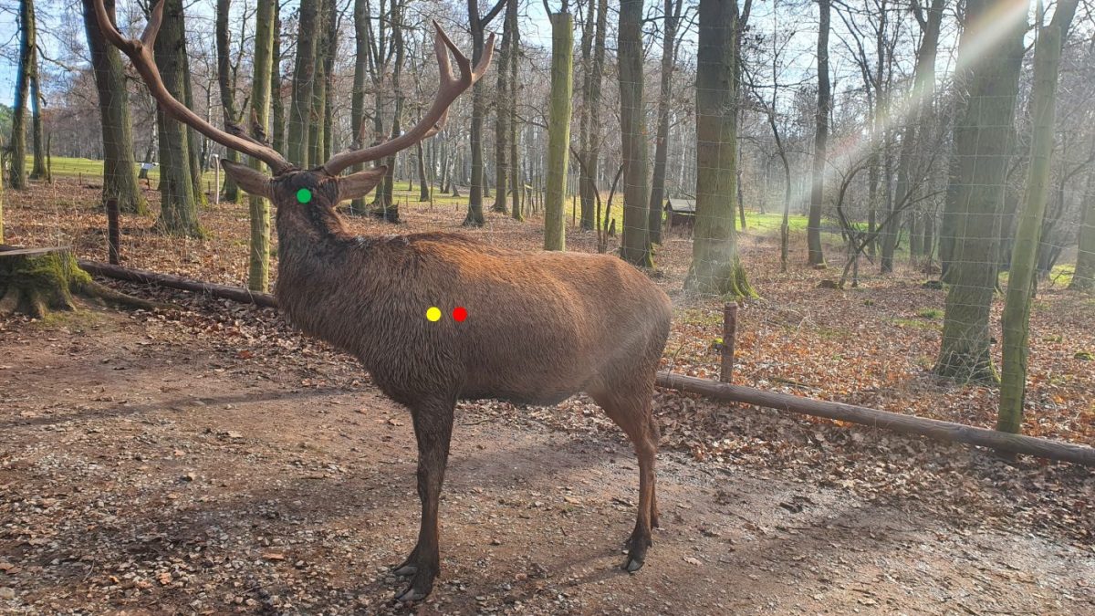 Der perfekte Schuss - deutscher-jagdblog.de