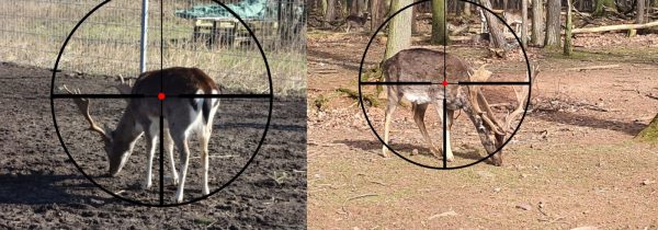 Der perfekte Schuss - deutscher-jagdblog.de